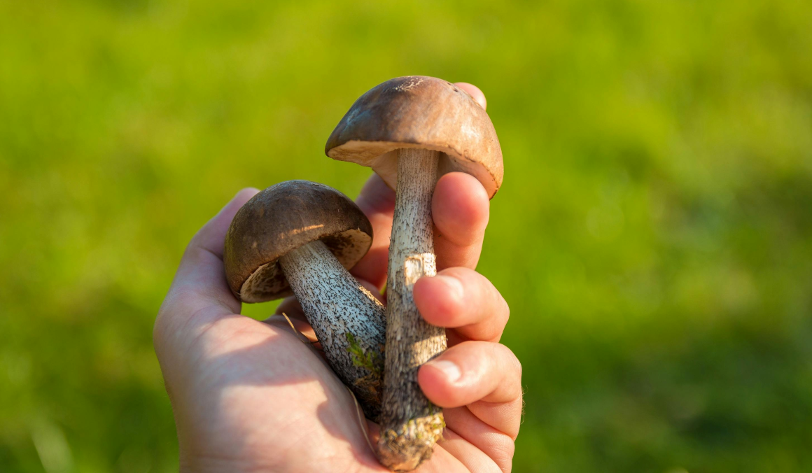 Is Sourdough or Whole Wheat Better for Your Gut? | The Health Insider